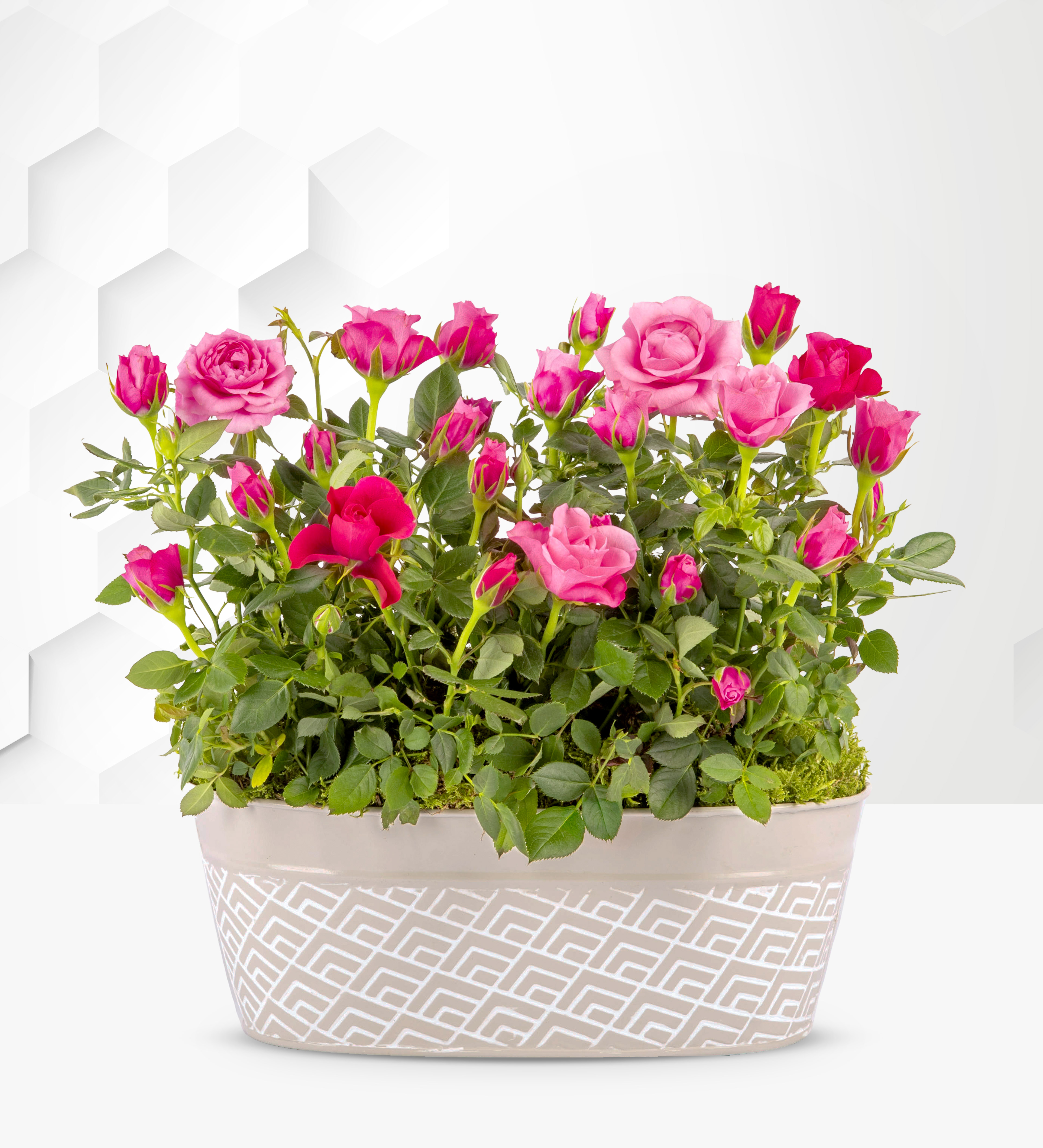 Delightful Roses | Prestige Hampers