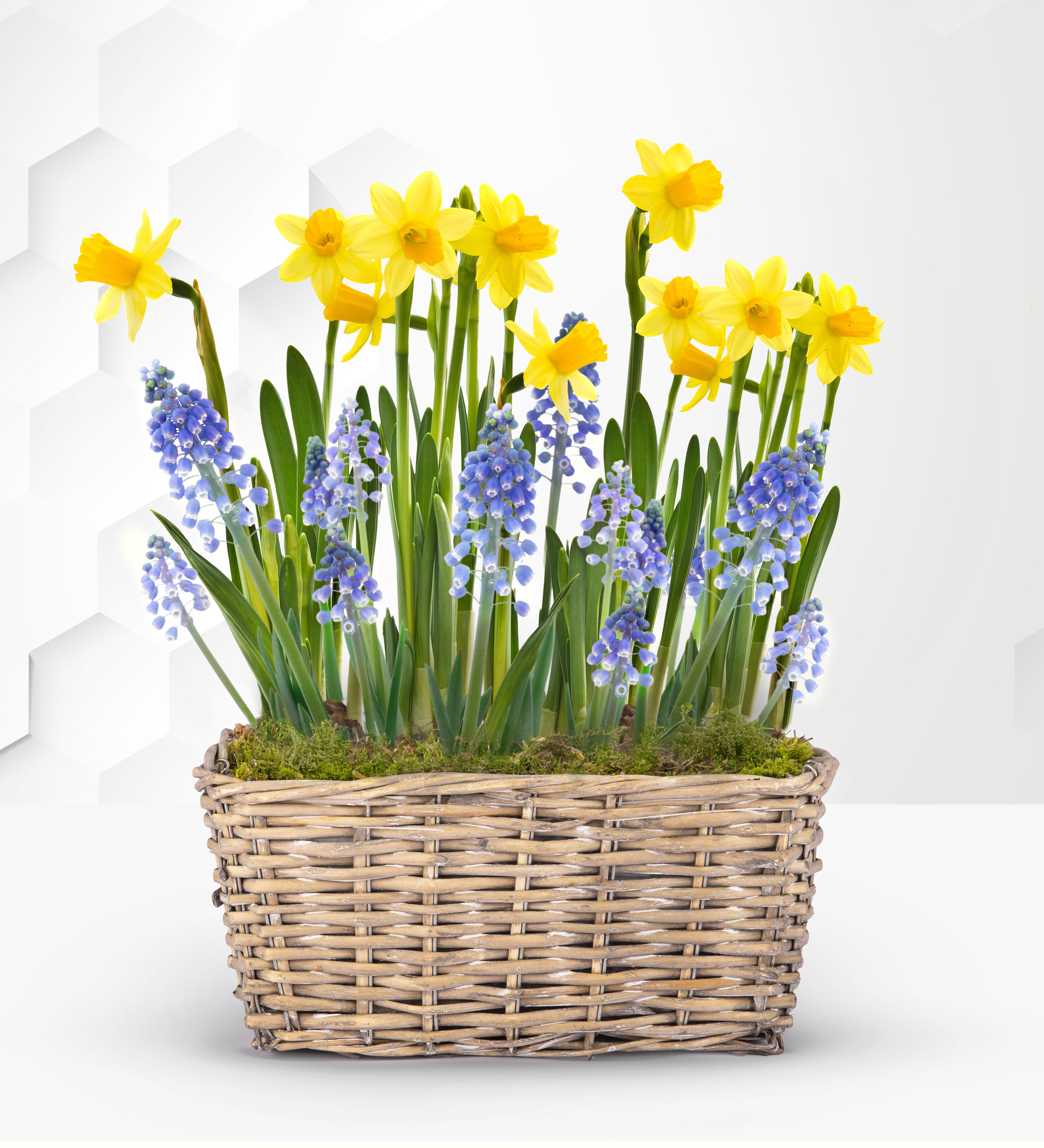 Tete a Tete Bulb Planter | Prestige Hampers