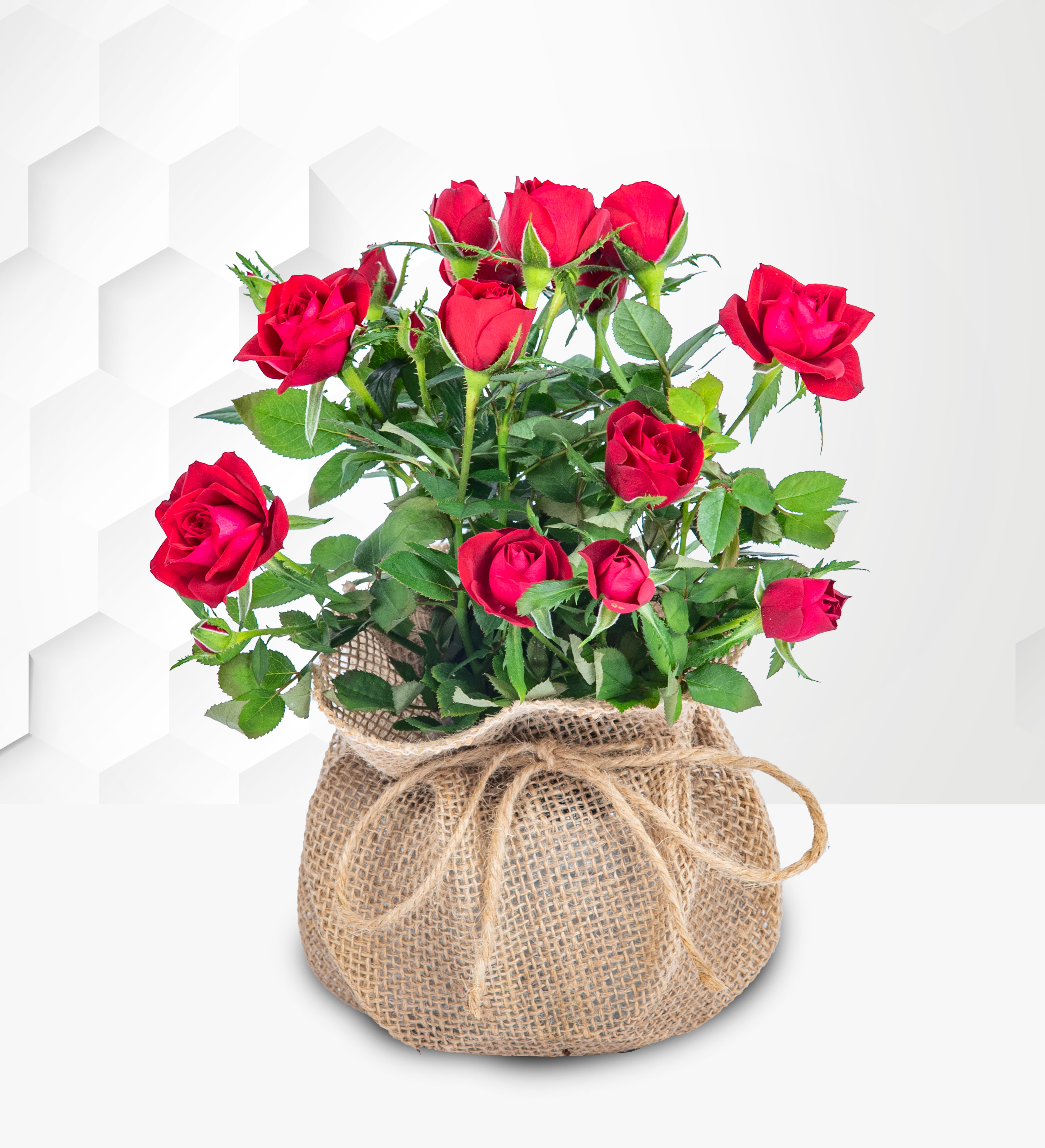 Radiant Roses | Prestige Hampers