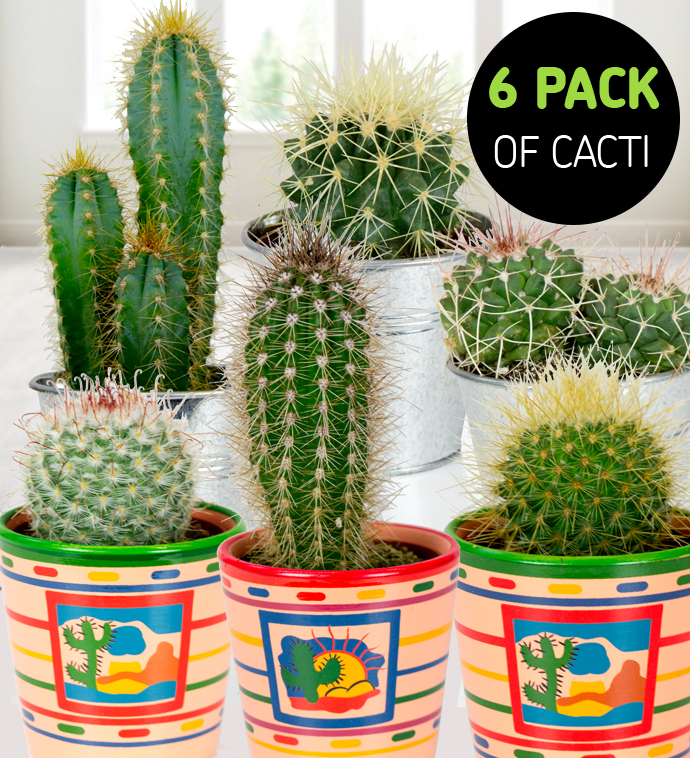 Desert Cacti Pack | Prestige Hampers