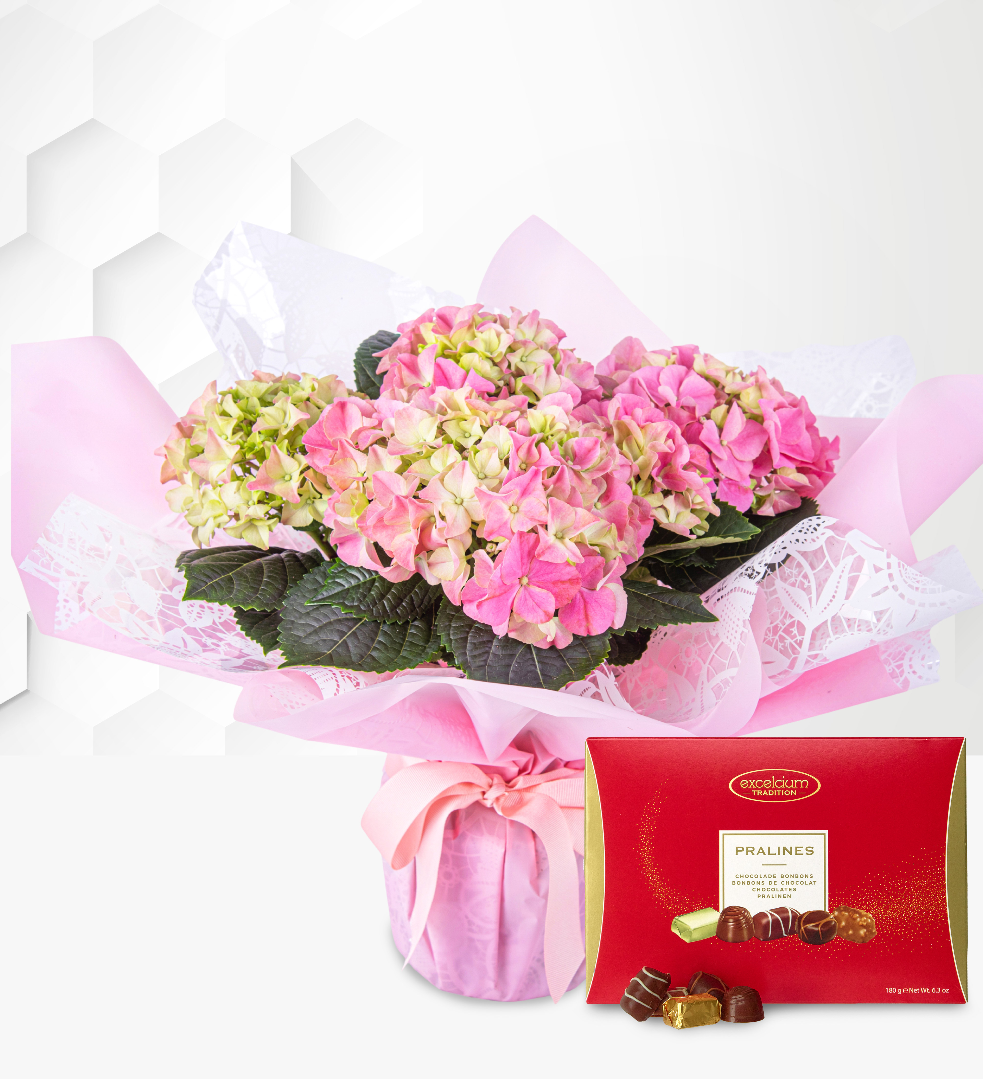 Spring Hydrangea With Chocolates | Prestige Hampers