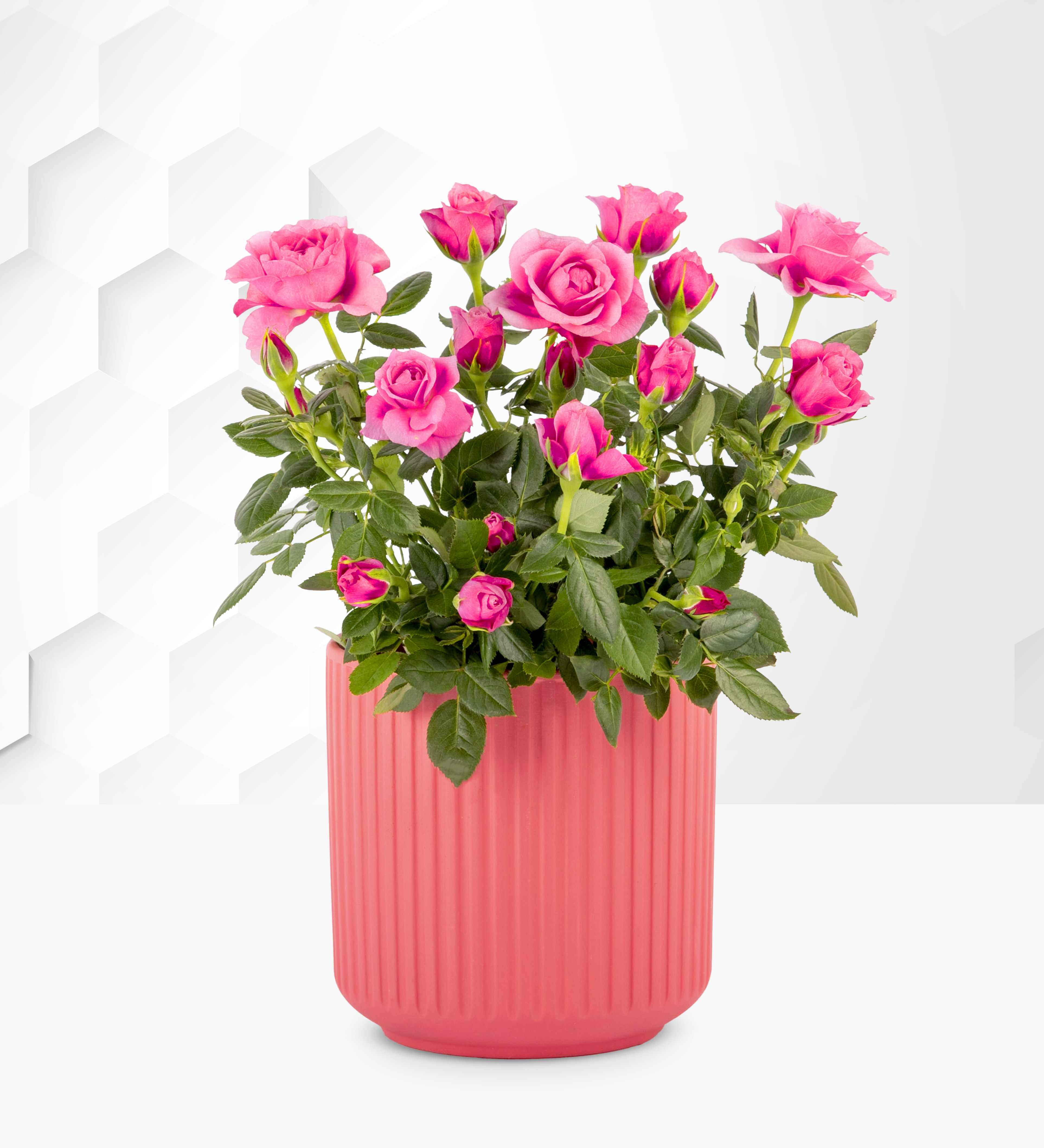 Classic Rose Plant | Prestige Hampers